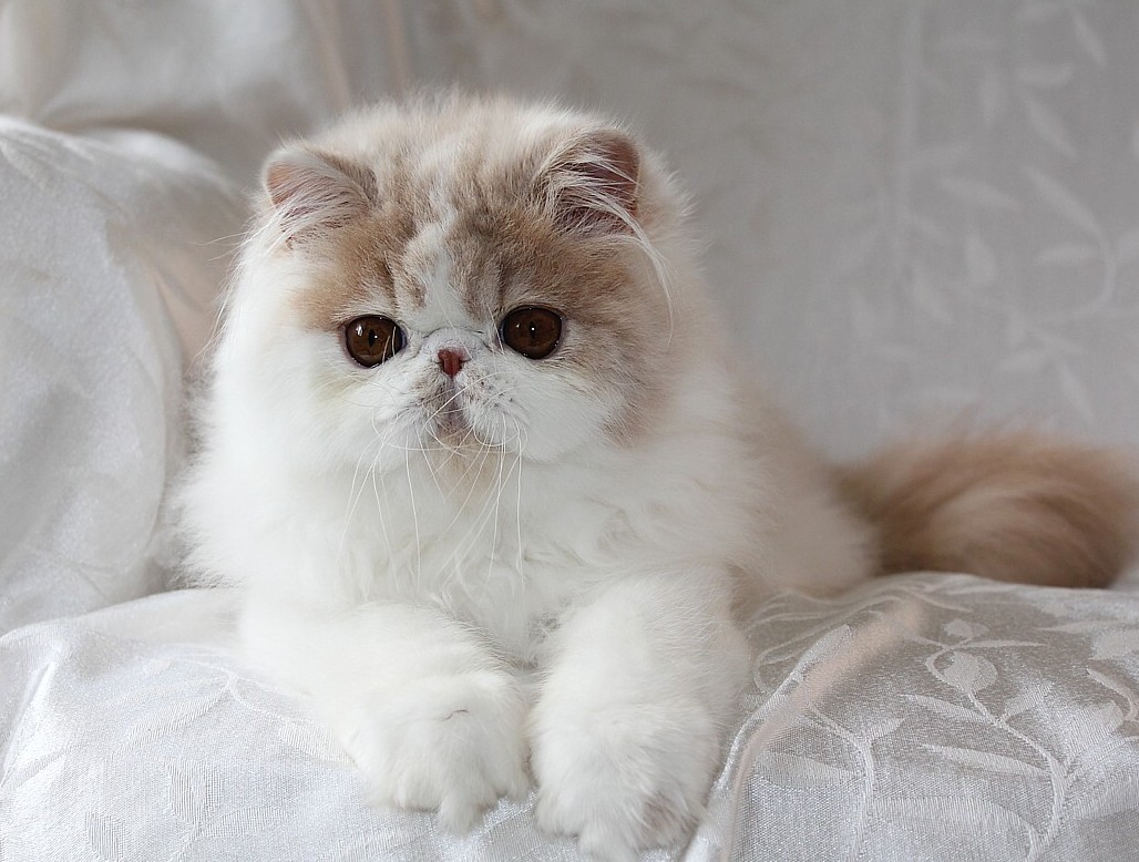 Alfenloch Persian kittens, Ontario, Canada - Bi-Color Persian kittens ...